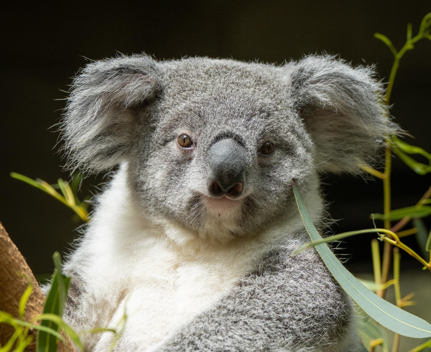 Exploring the Columbus Zoo's Koala Family: A Close Look at Our Fuzziest Residents | Columbus Zoo ...
